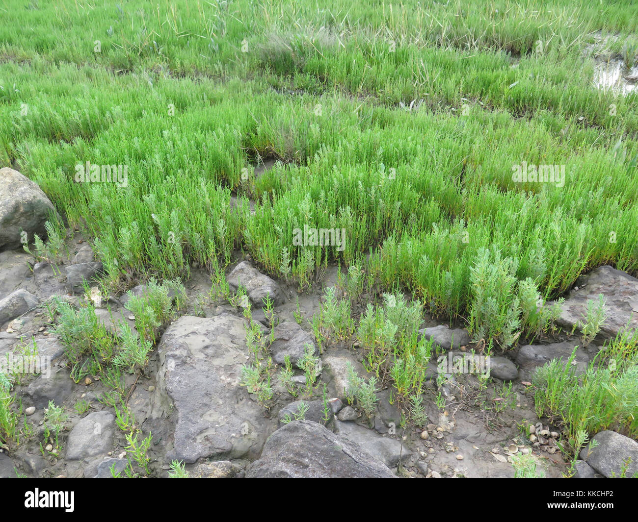 Views of The Wash, Terrington St Clements marshes, King's Lynn, Norfolk ...