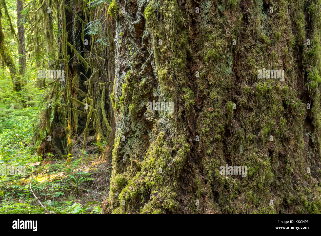 Moss Blanketed Trees In Oregon Forest in summer Stock Photo - Alamy