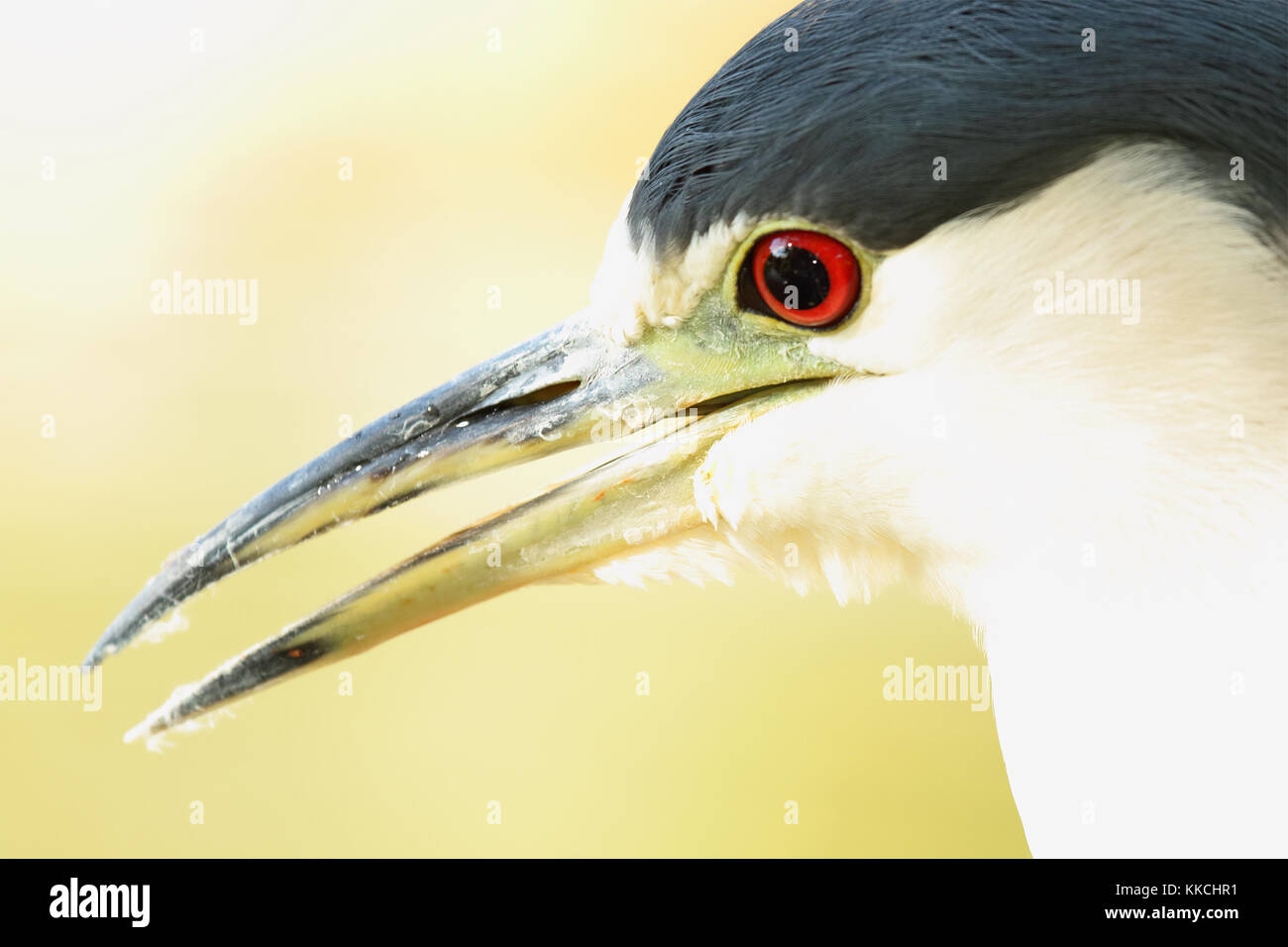 A portrait of a Black-crowned Night Heron calling along a California ...