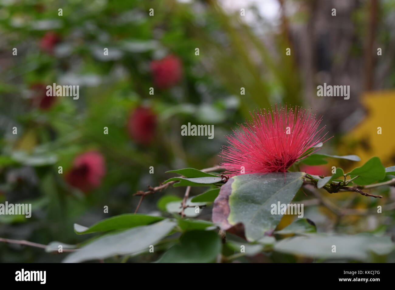 Red Spikey Flower in Corner Stock Photo - Alamy