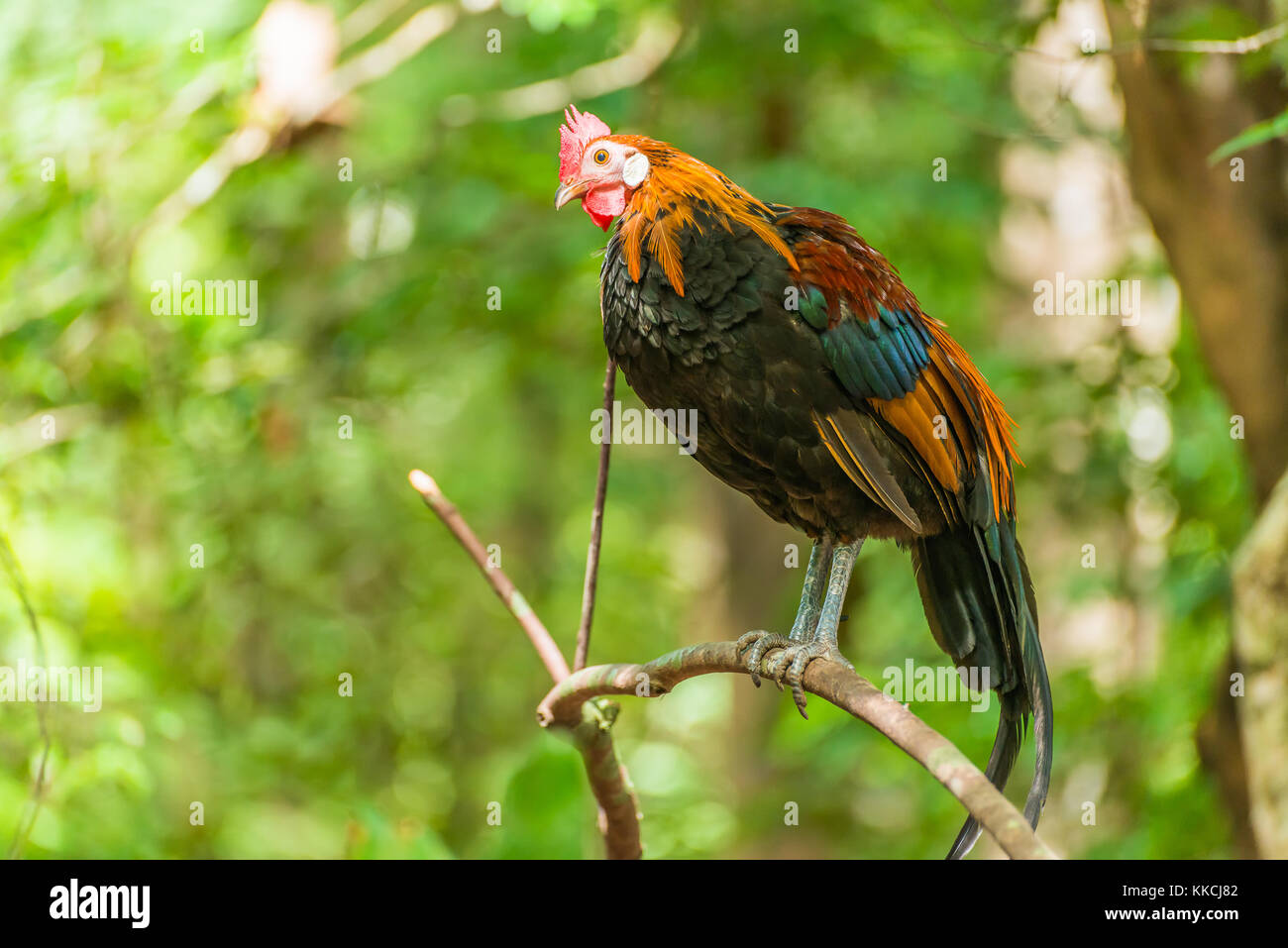 Thai native holding on branch in public park Stock Photo - Alamy