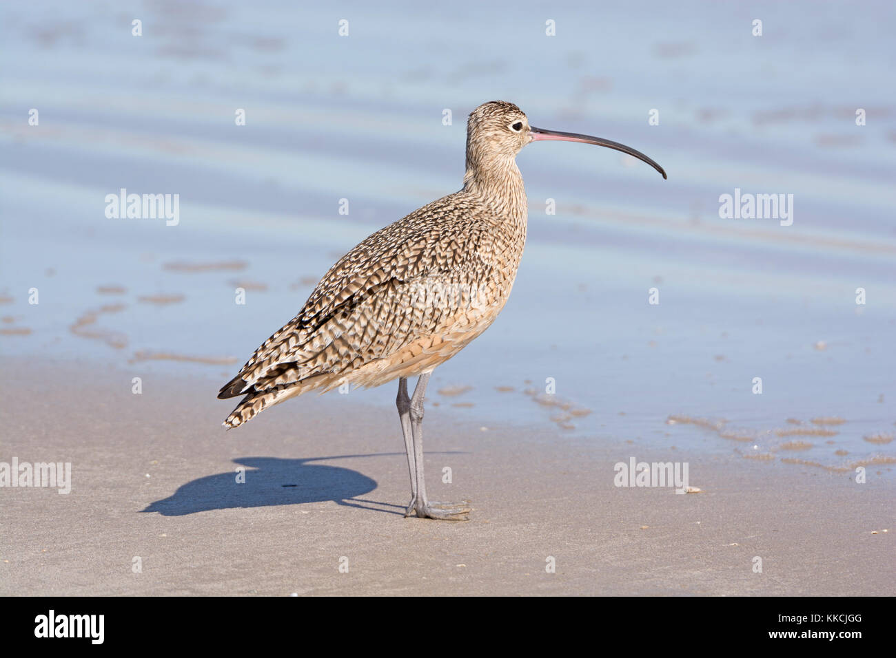 Curlew island hi-res stock photography and images - Alamy