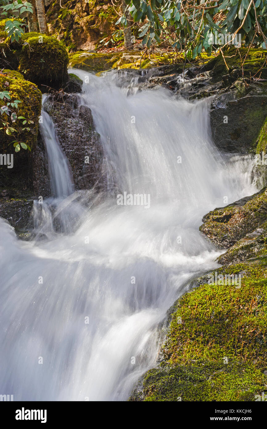 Husky branch falls hi-res stock photography and images - Alamy