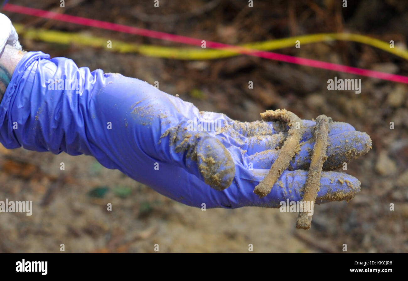 Remains of a pig are recovered during a clandestine grave and human ...