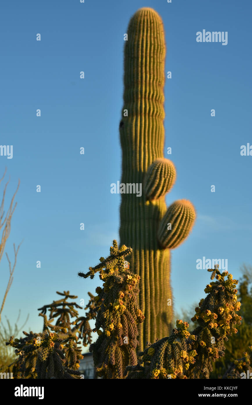 desert cactus plants Stock Photo - Alamy