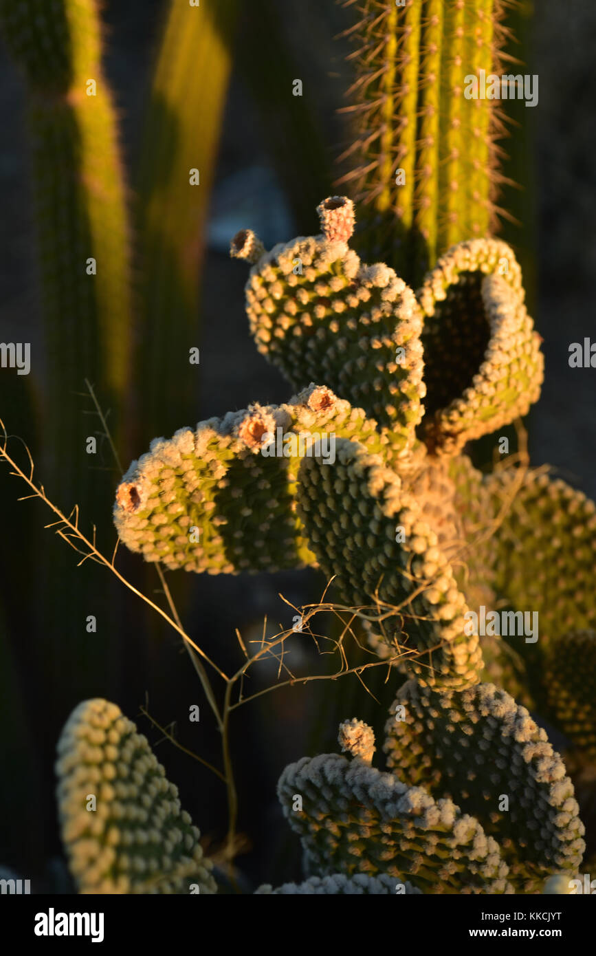 desert cactus plants Stock Photo - Alamy
