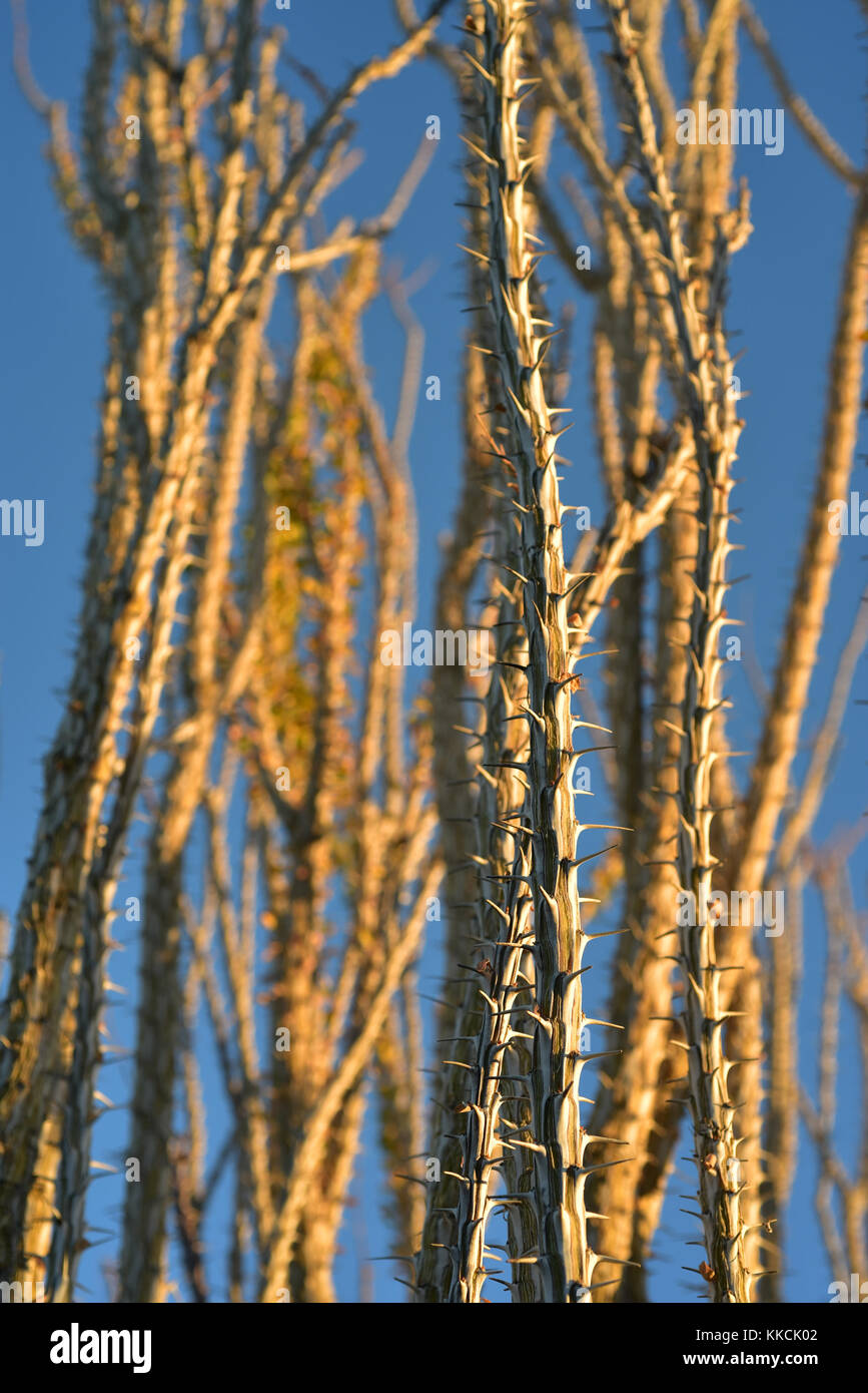 desert cactus plants Stock Photo - Alamy