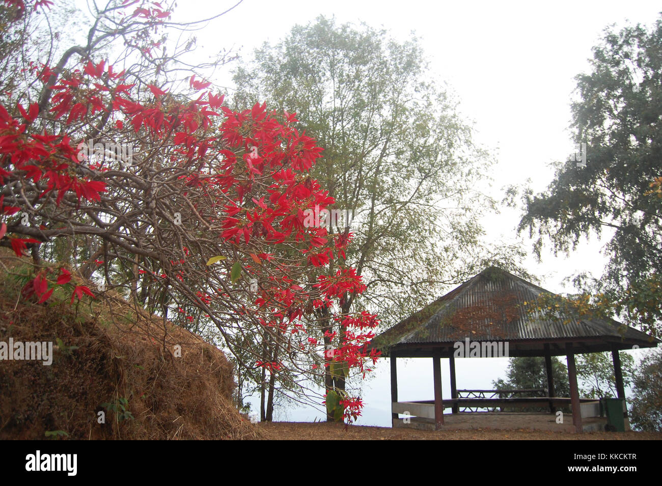 Samer tree hi-res stock photography and images - Alamy