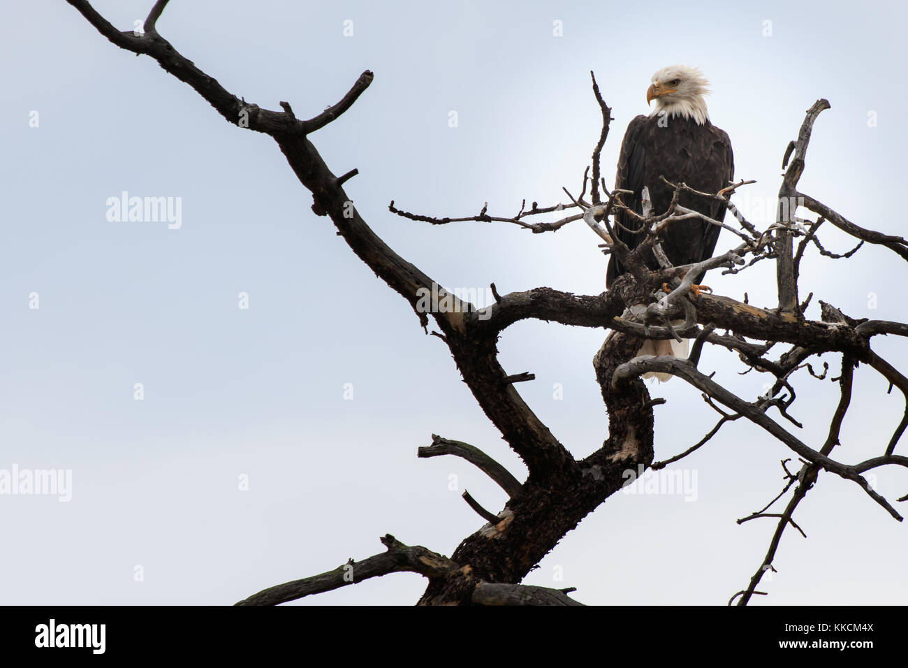 Haliaeetus leucocephalus in dead tree hi-res stock photography and ...