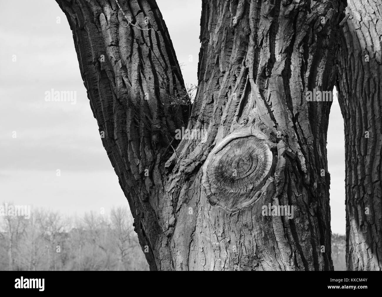 close up tree in winter Stock Photo - Alamy
