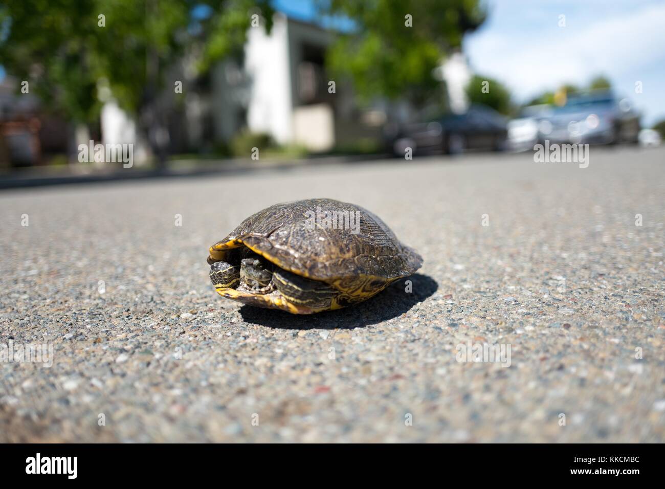 Withdrawn in shell hi-res stock photography and images - Alamy