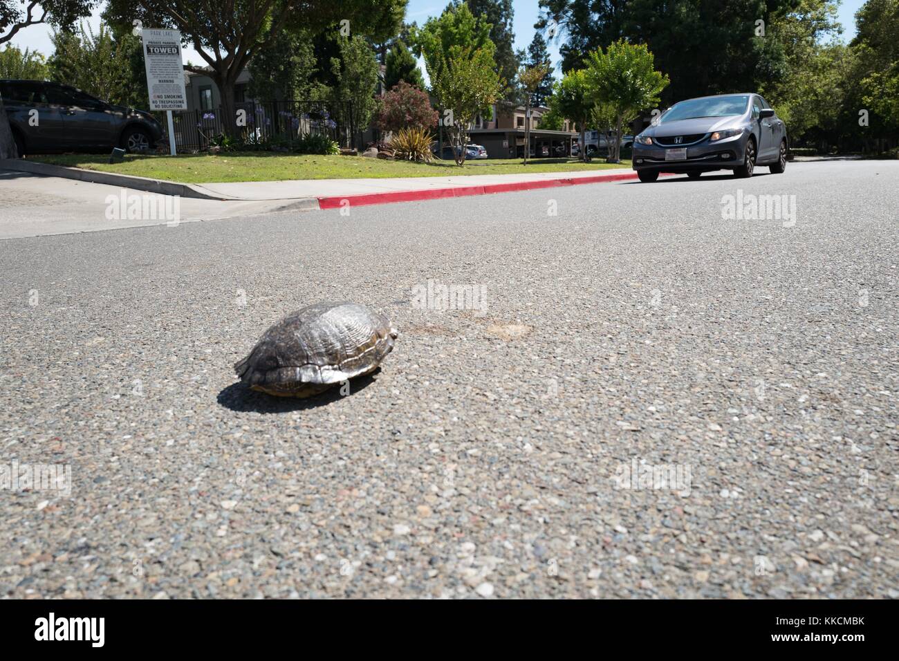 A car waits as a turtle crosses an asphalt road on a sunny day ...
