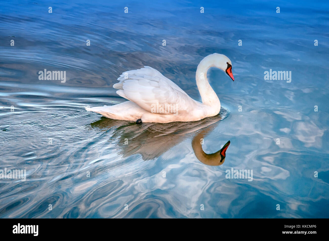 white swan and blue water Stock Photo - Alamy