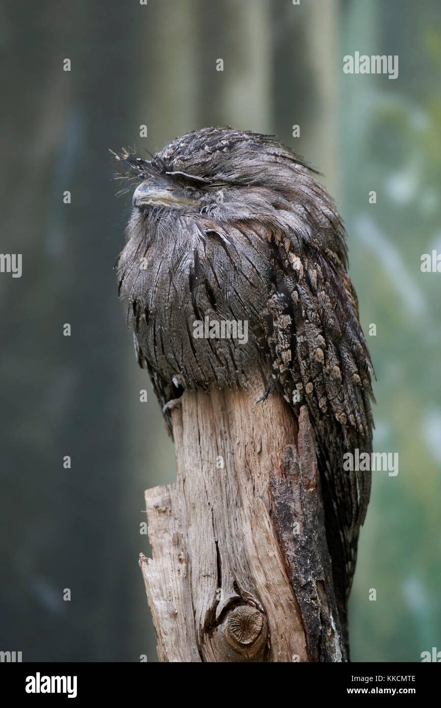 Sleeping on a trunk hi-res stock photography and images - Alamy