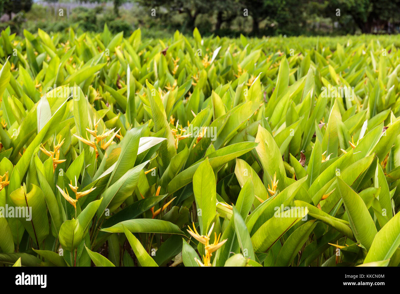 Green Garden in Summer with Fresh Bright Plants in a Sunny Day Stock ...
