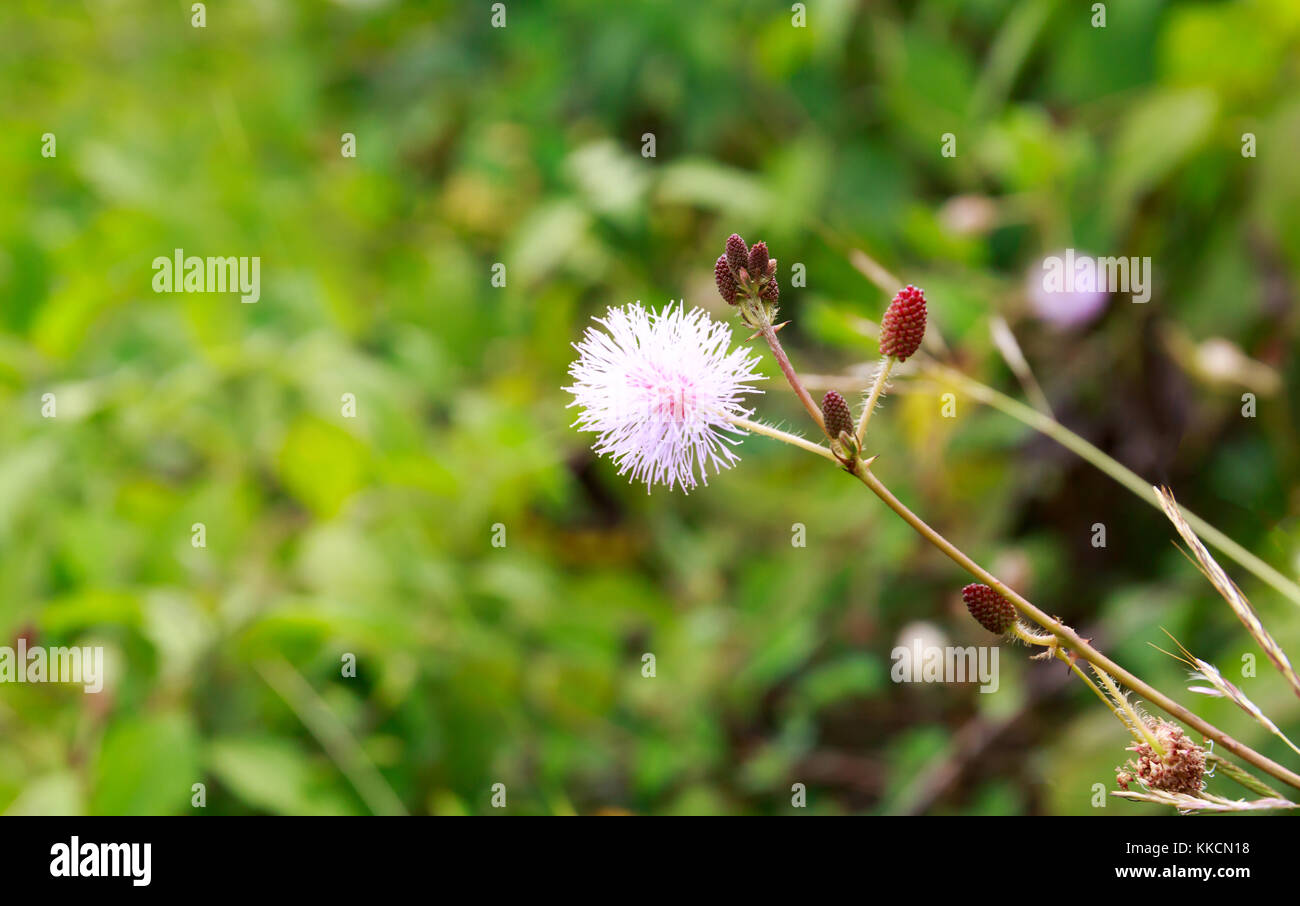 Mimosa Pudica, Also Called Sensitive Plant, Touch-Me-Not, or Shy Plant ...