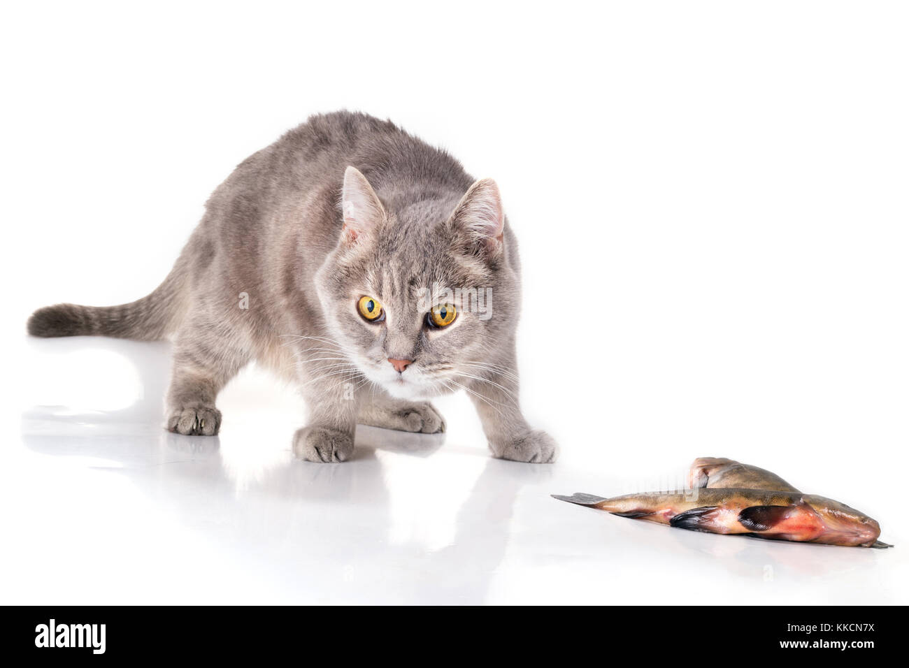 Cat and fish on a white background. The gray domestic cat creeps to ...