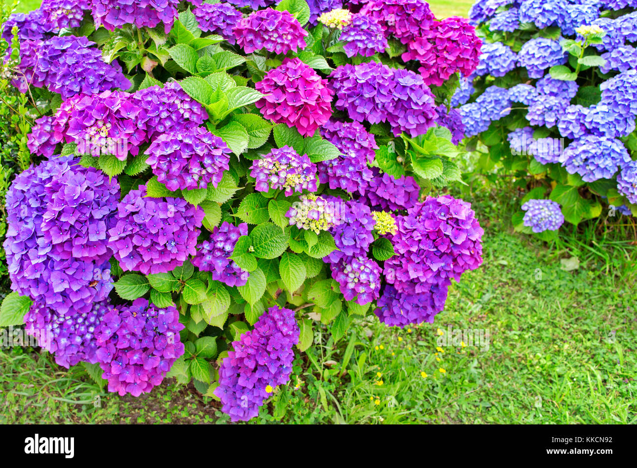Multi-colored hydrangea, large flowers. Pink, blue and lilac flowers of ...