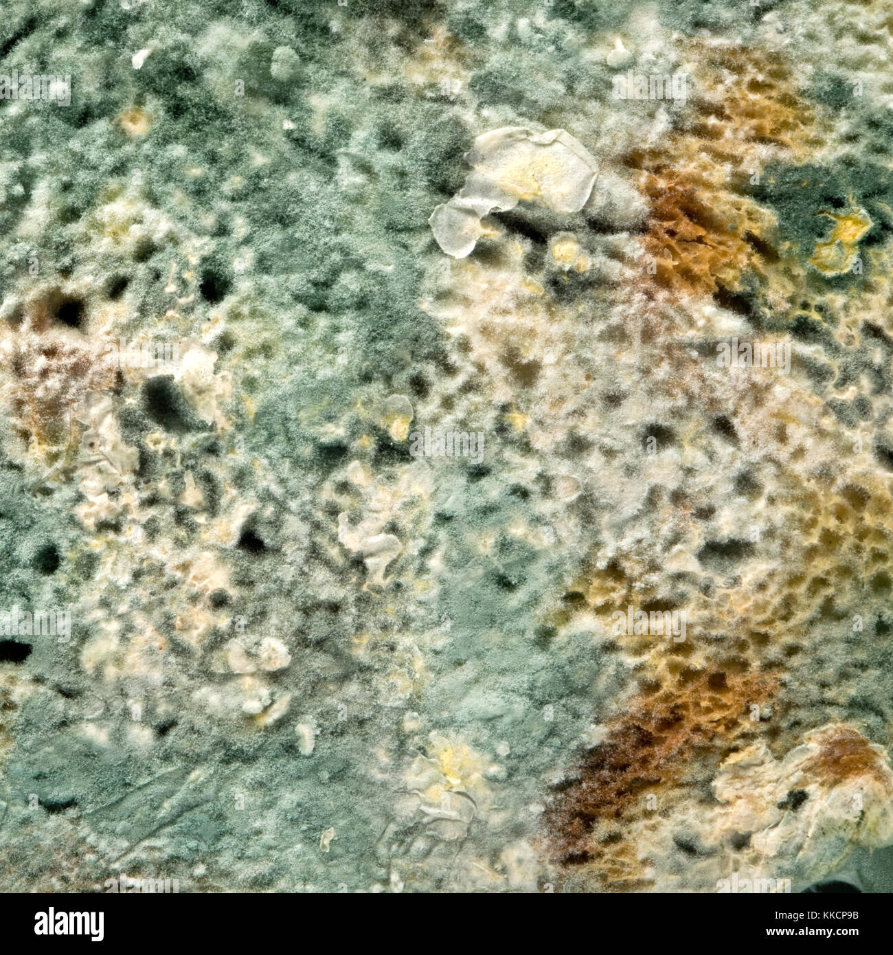 mold close up background Stock Photo - Alamy