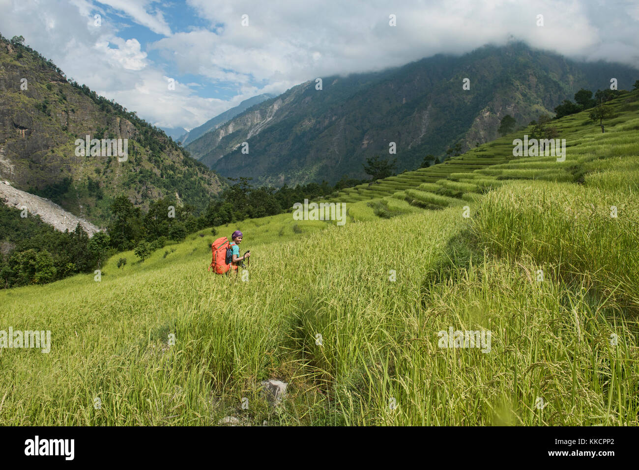 Rice terraces in the Himalayan foothills on the Manaslu Circuit Trek ...