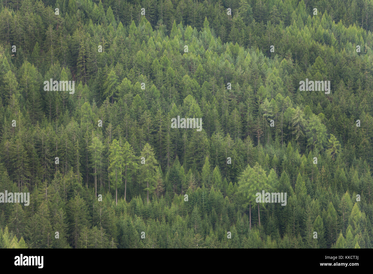 pine trees forest as texture Stock Photo - Alamy