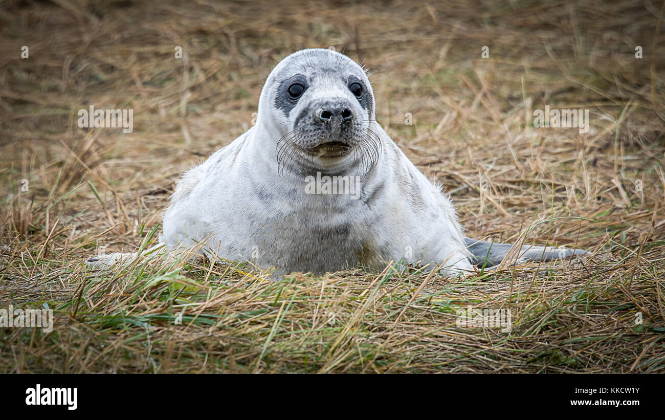 A close up of a grey seal pup lying on the ground and looking directly ...