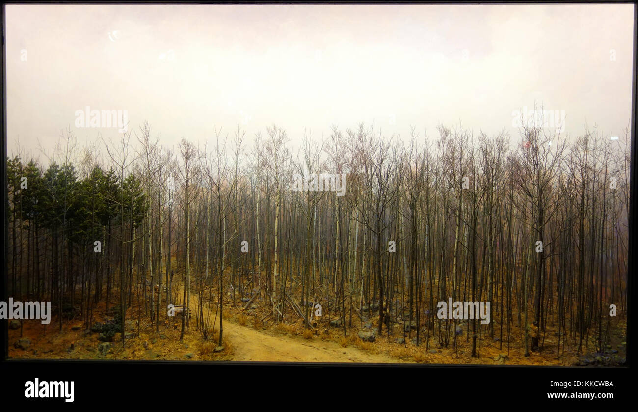 Case 11 - First Thinning of a 40 Year Pine-Hardwood Stand - Dioramas in ...