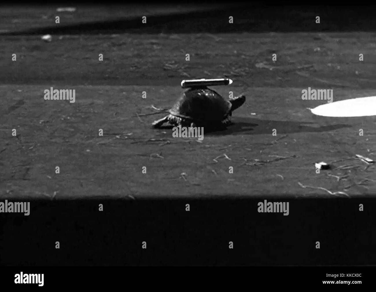 Money for arts Black and White Stock Photos & Images - Alamy