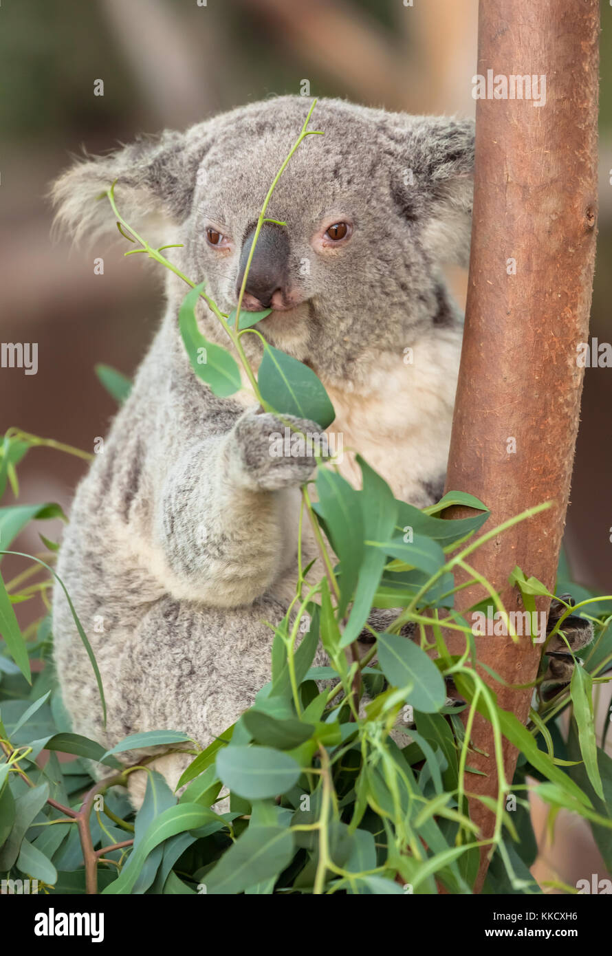 Koala eating eucalyptus hi-res stock photography and images - Alamy