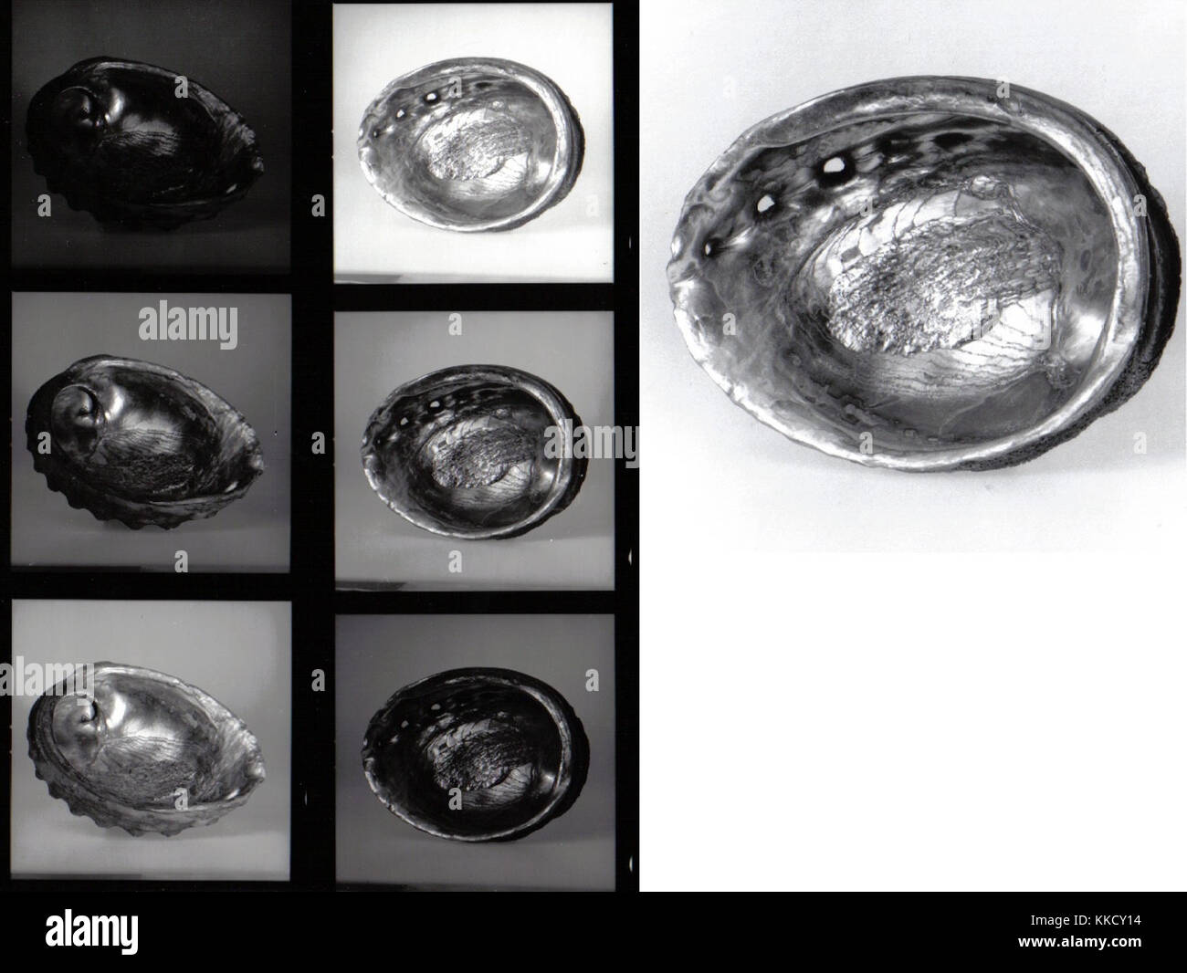 Edible abalone hi-res stock photography and images - Alamy