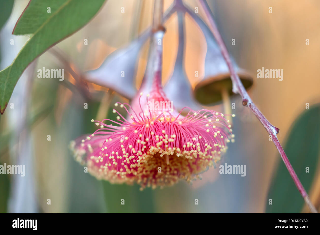 Silver princess hi-res stock photography and images - Alamy