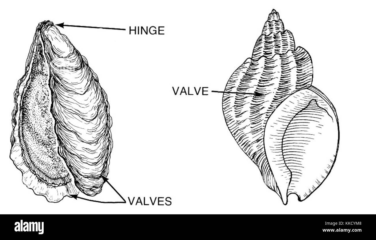 Bivalve species Cut Out Stock Images & Pictures - Alamy