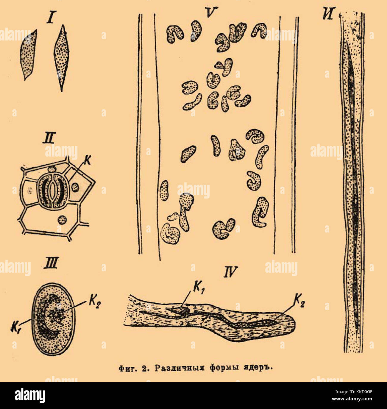 Brockhaus-Efron Yadro kletki 2 Stock Photo - Alamy