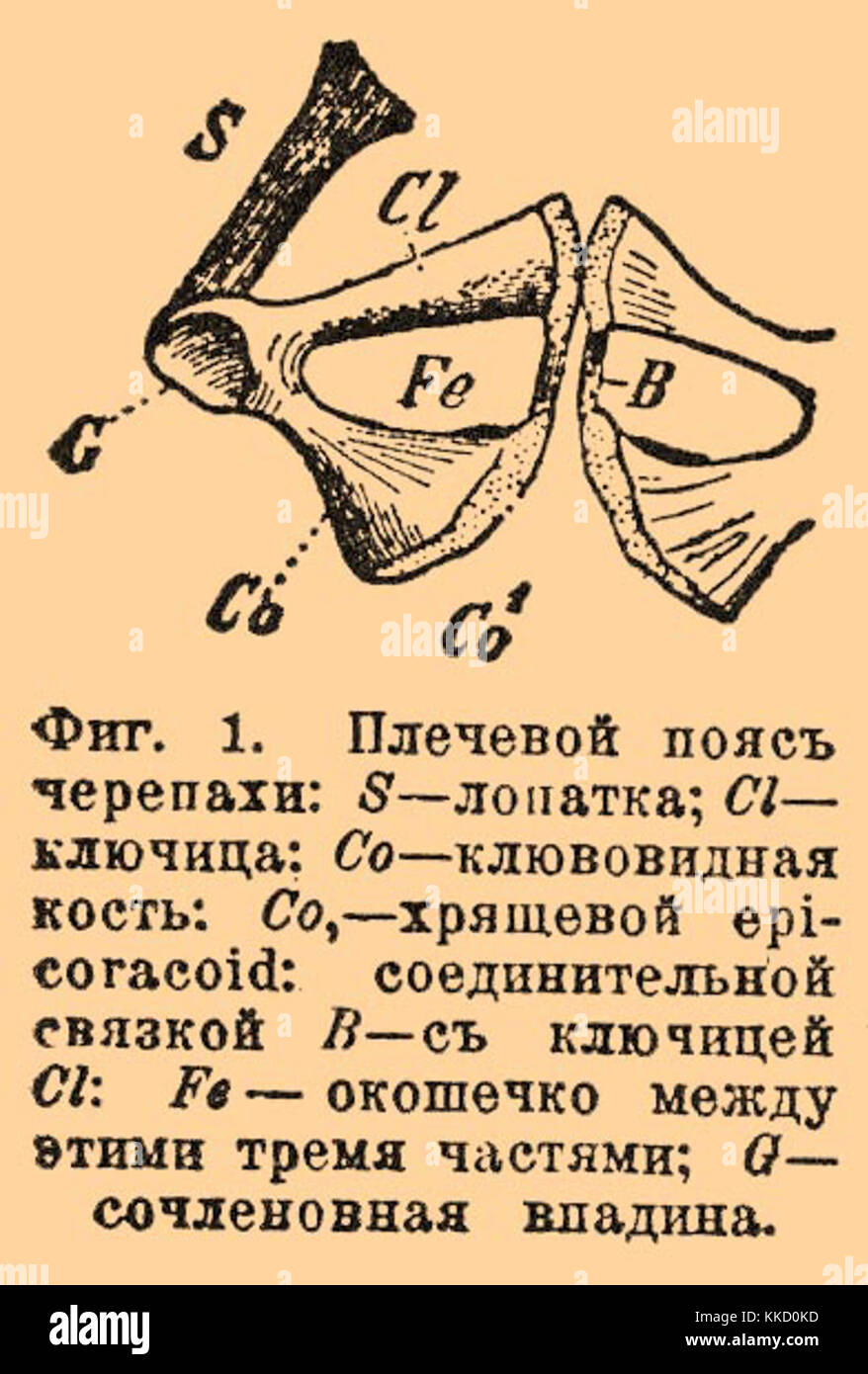 Brockhaus and Efron Encyclopedic Dictionary b46 877-1 Stock Photo - Alamy