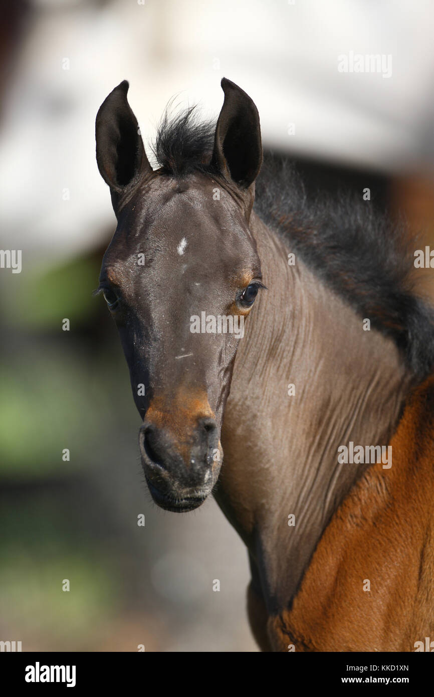 Arabian horse foal hi-res stock photography and images - Alamy