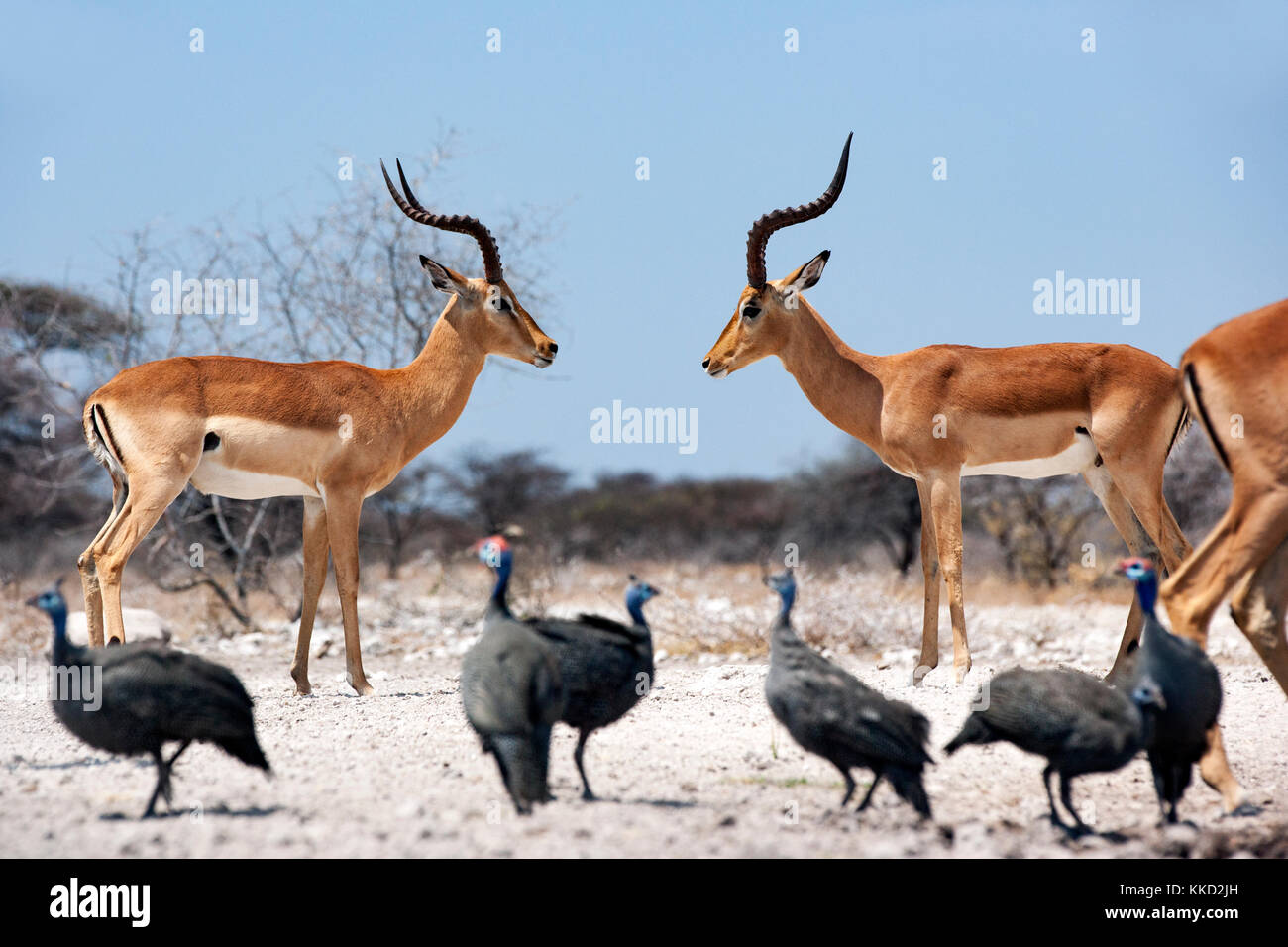 Common impalas hi-res stock photography and images - Alamy