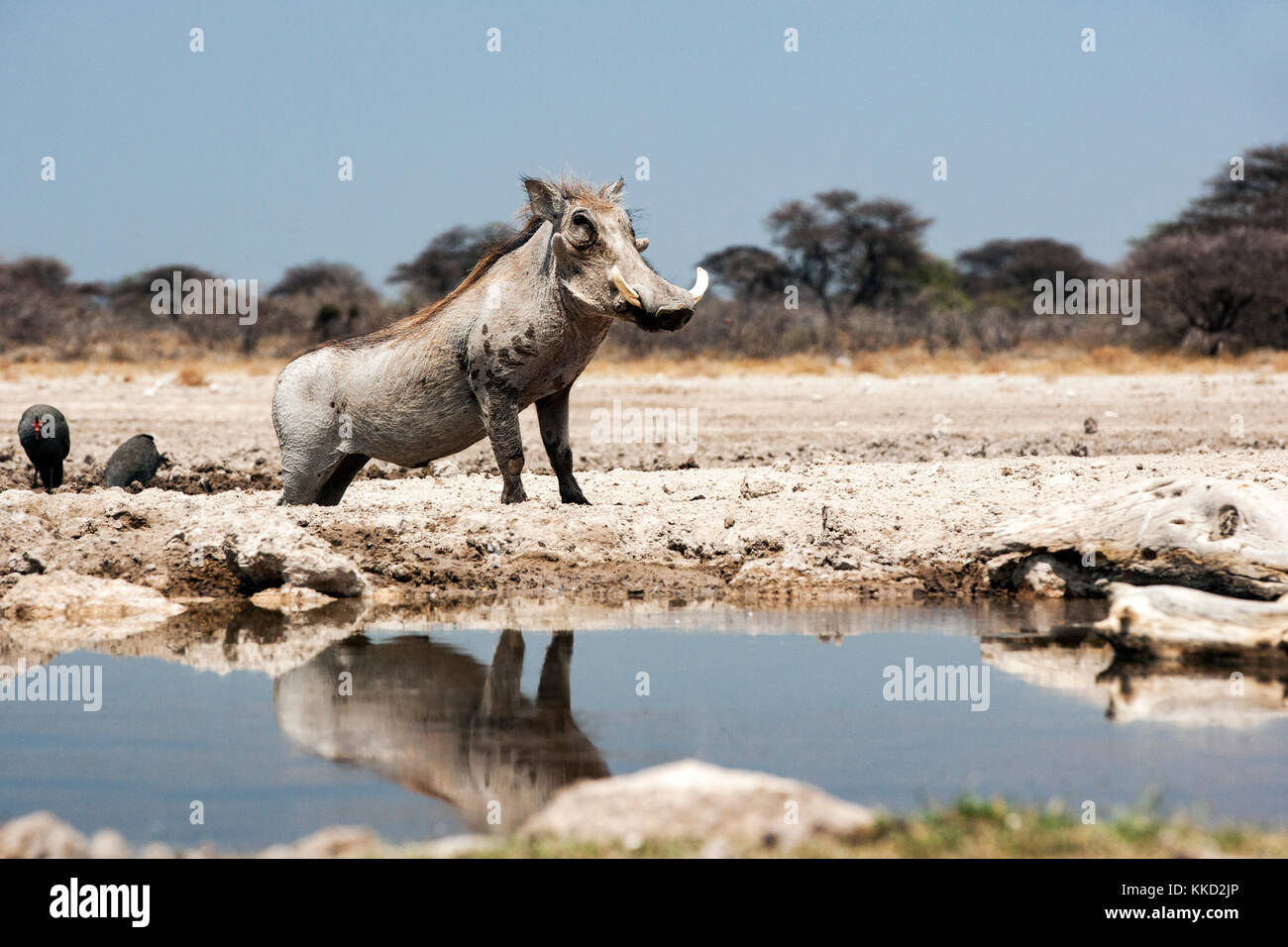 Common warthog (Phacochoerus africanus) - Onkolo Hide, Onguma Game ...