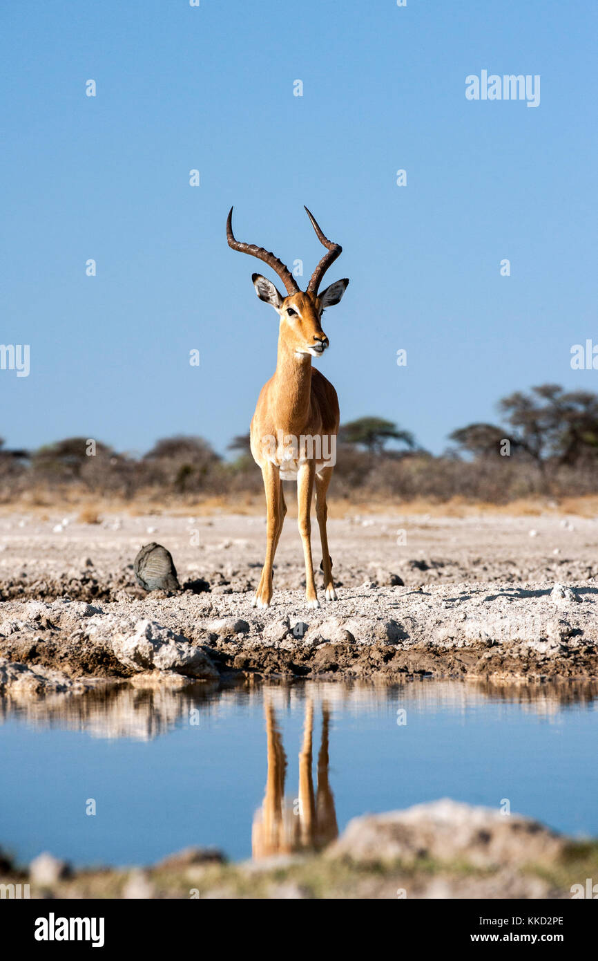 Male Impala at Onkolo Hide, Onguma Game Reserve, Namibia, Africa Stock ...