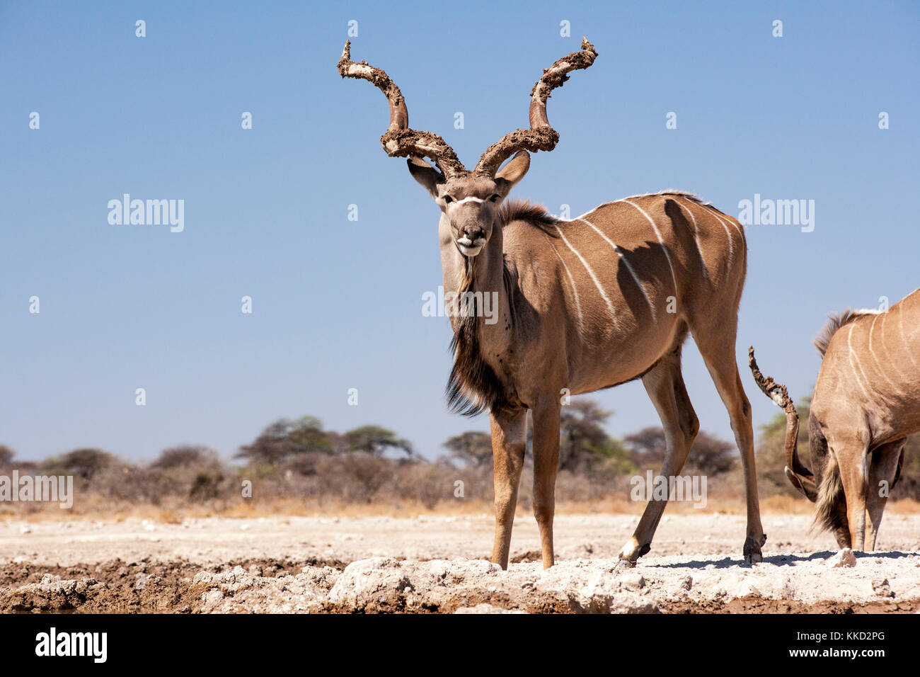 Male Greater kudu (Tragelaphus strepsiceros) at Onkolo Hide, Onguma ...