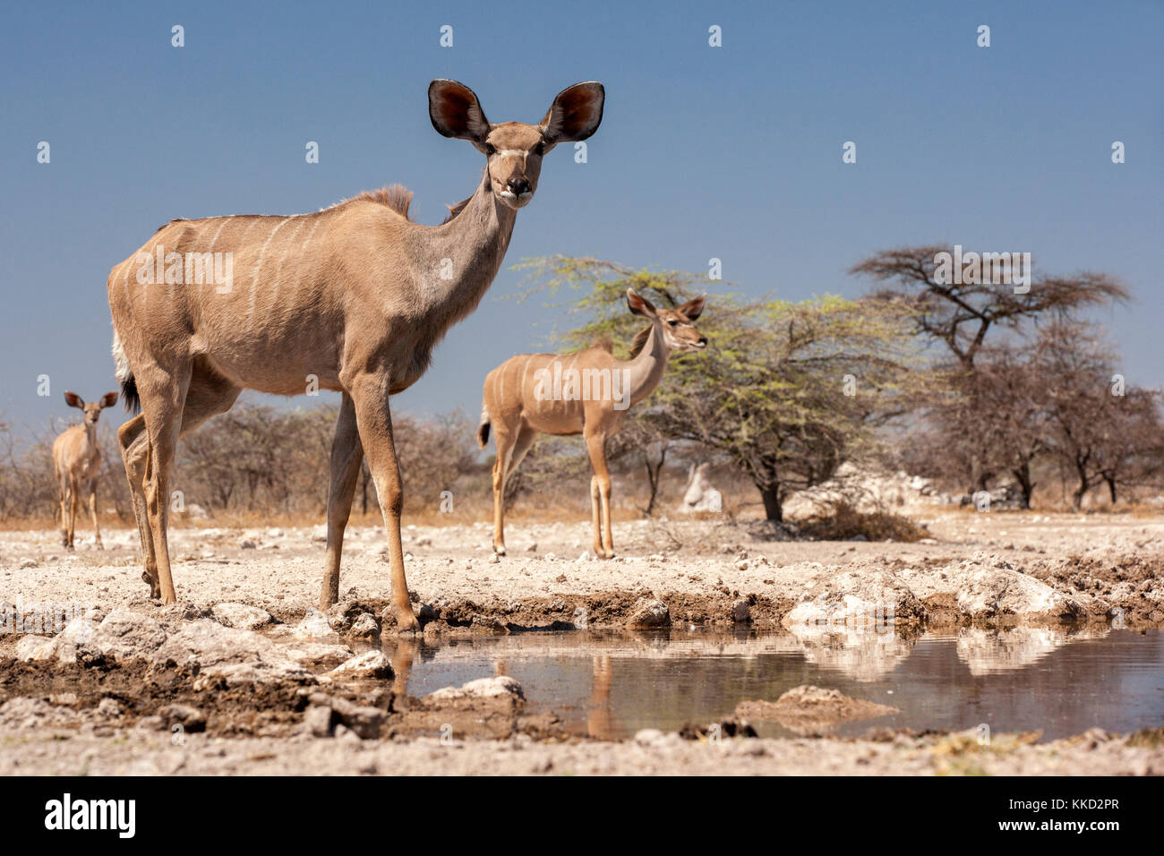 Female Greater kudu (Tragelaphus strepsiceros) at Onkolo Hide, Onguma ...