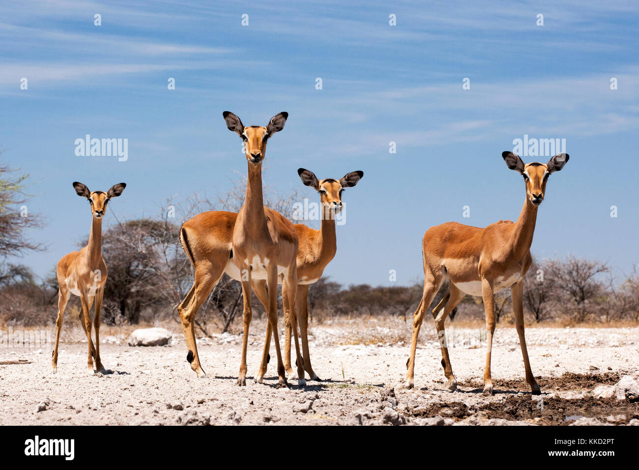 Female Impalas on alert at Onkolo Hide, Onguma Game Reserve, Namibia ...