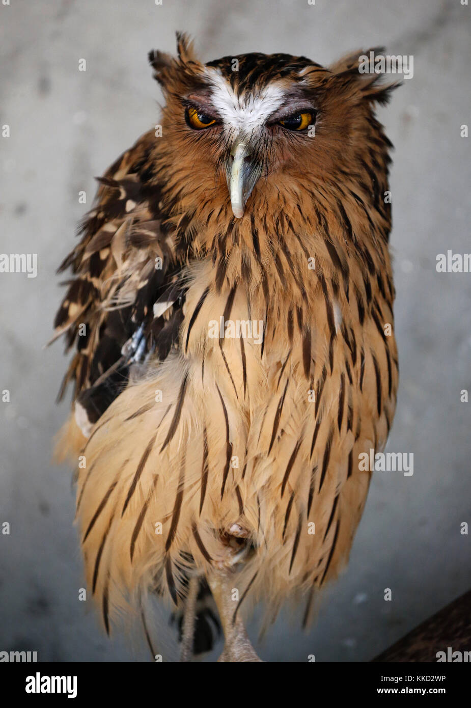 Owl in Kuala Lumpur Bird Park, Malaysia Stock Photo - Alamy