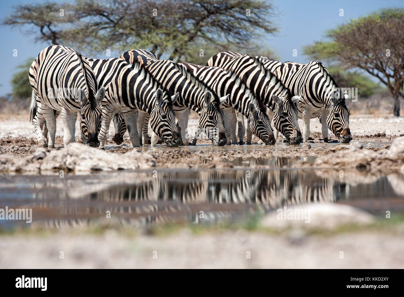 Group of Burchell's zebra (Equus quagga burchellii) drinking at Onkolo ...