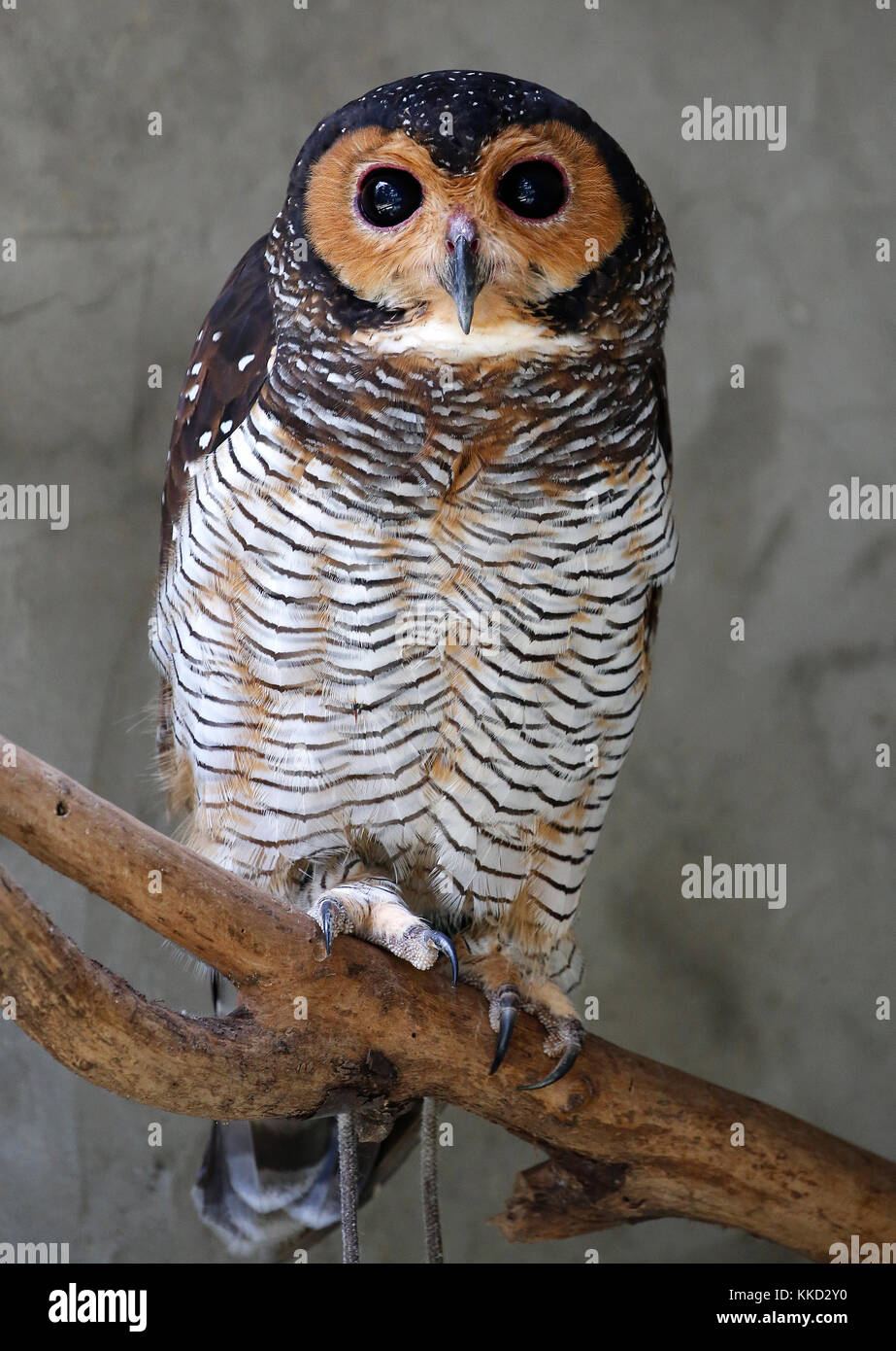 Owl in Kuala Lumpur Bird Park, Malaysia Stock Photo - Alamy