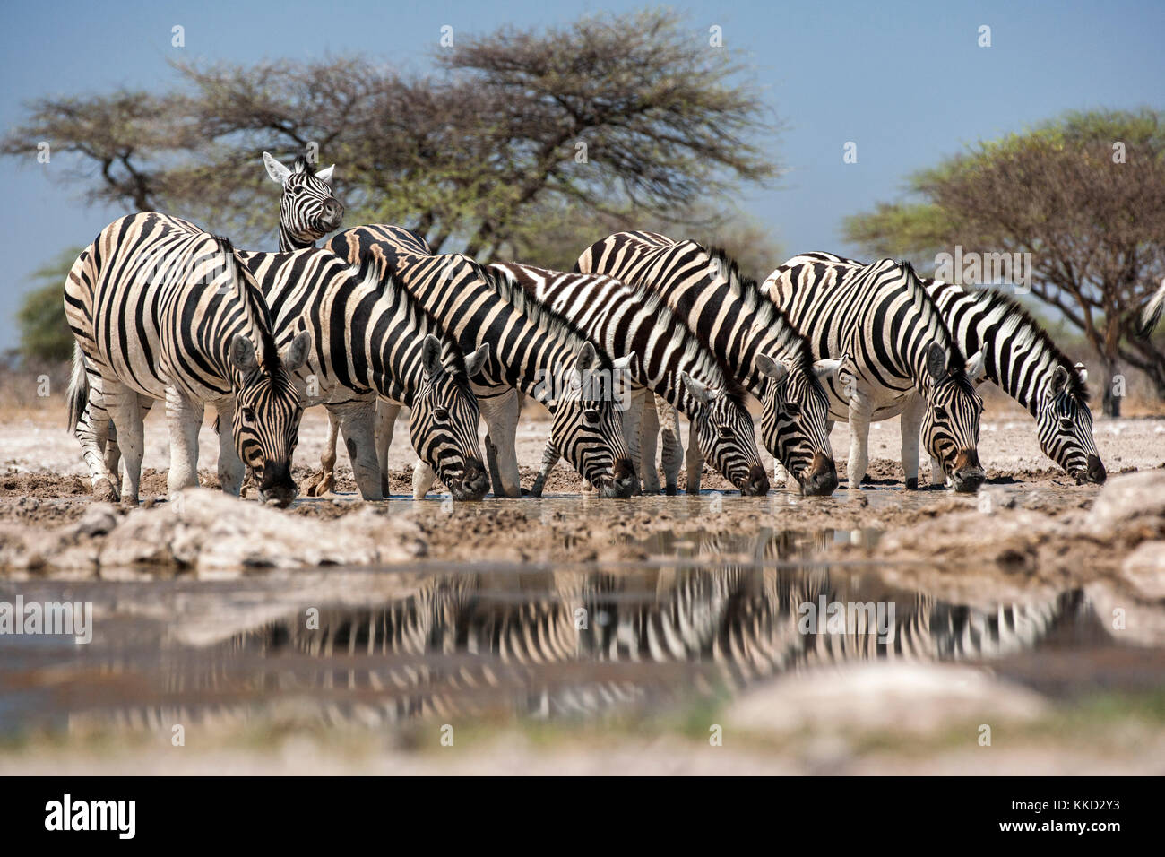 Group of Burchell's zebra (Equus quagga burchellii) drinking at Onkolo ...