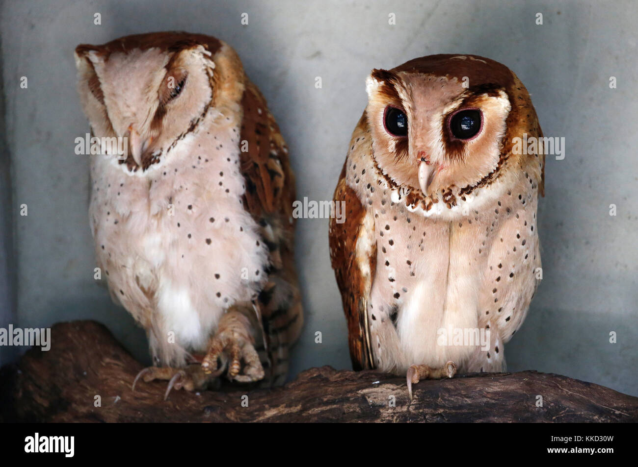 Owls in Kuala Lumpur Bird Park, Malaysia Stock Photo - Alamy
