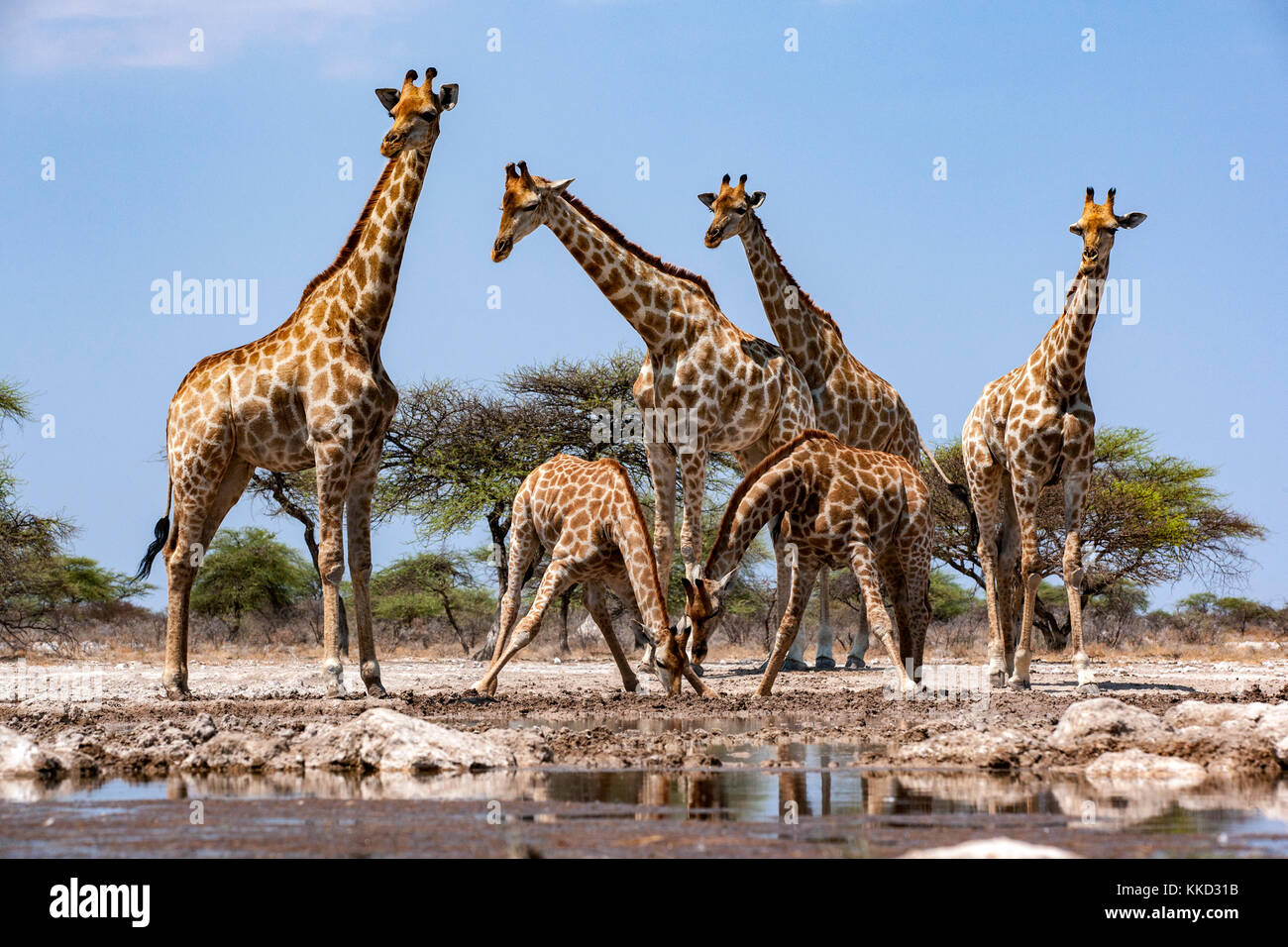 Group of Giraffe at Onkolo Hide, Onguma Game Reserve, Namibia, Africa ...