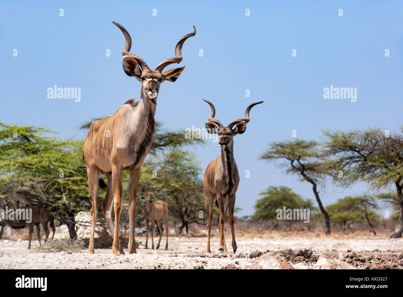 Male Greater kudu (Tragelaphus strepsiceros) at Onkolo Hide, Onguma ...