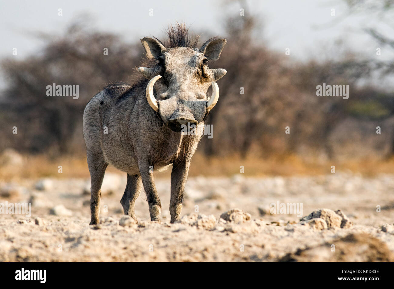 Common warthog (Phacochoerus africanus) - Onkolo Hide, Onguma Game ...