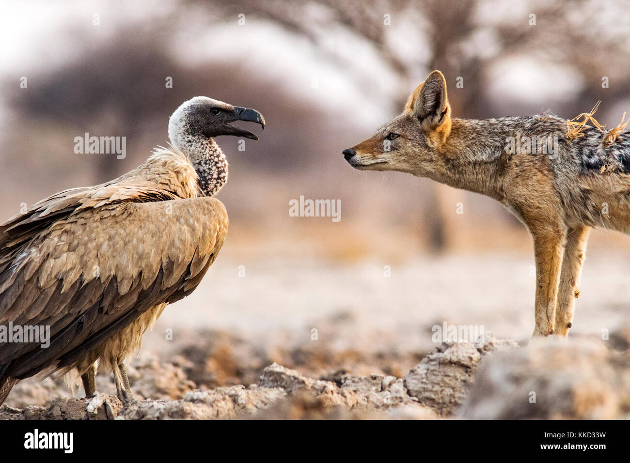 Black-backed Jackal (Canis mesomelas) and White-backed Vulture (Gyps ...